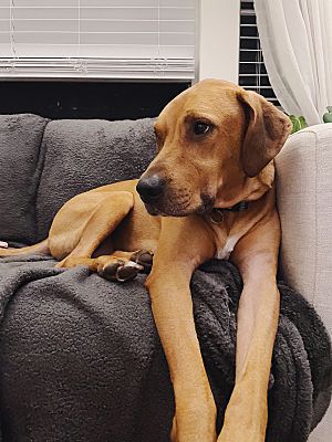 Edgewater, FL - Black Mouth Cur/Rhodesian Ridgeback. Meet Johnny Cash a ...