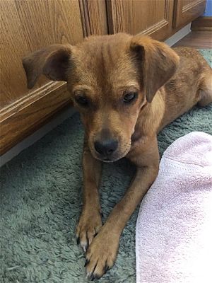 Ashville, OH - Jack Russell Terrier. Meet Scooby Doo Girls- Daphne a ...