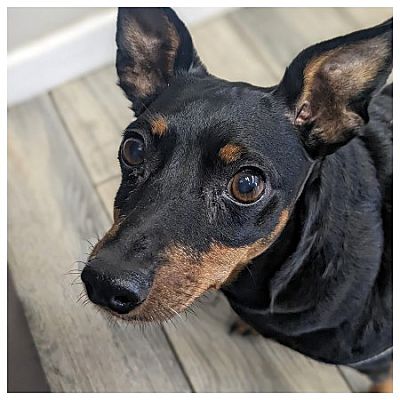 Eustis, FL - Miniature Pinscher. Meet Chunky a Pet for Adoption ...