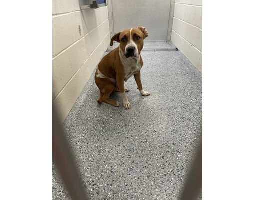 Baton Rouge, LA - American Pit Bull Terrier/Mixed Breed (Medium). Meet ...