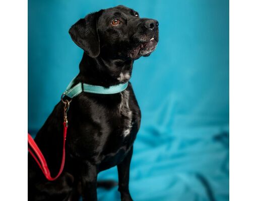Cheyenne, WY - Labrador Retriever. Meet Chestnut a Pet for Adoption ...