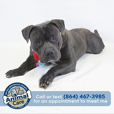Greenville, SC - American Staffordshire Terrier/Cane Corso. Meet ...