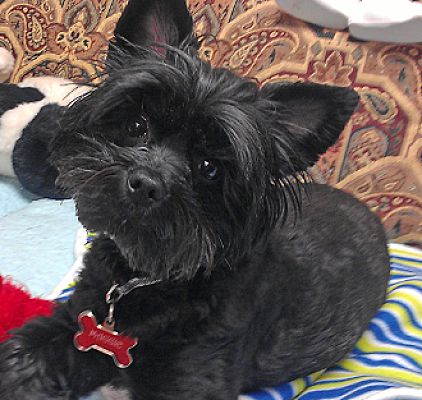 Shadow Hills, CA - Chinese Crested/Terrier (Unknown Type, Small). Meet ...