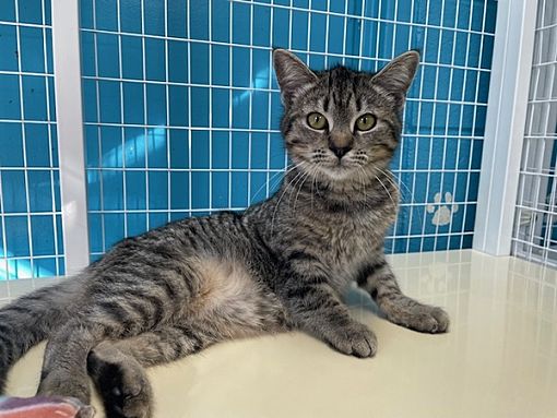 Troy, VA - Domestic Shorthair. Meet Pickle The Muffin Slayer a Pet for ...