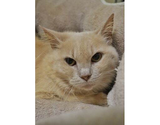 Aiken, SC - Domestic Mediumhair/Mixed Breed (Medium). Meet Scrungle ...