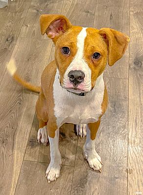 Charlotte, NC - Beagle/Terrier (Unknown Type, Medium). Meet Gizmo a Pet ...