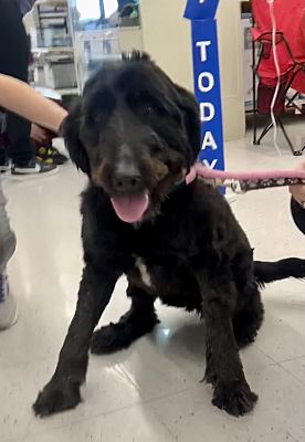 Plain City, OH - Poodle (Standard)/Labrador Retriever. Meet Oreo a Pet ...