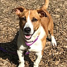 Corgi Puppies - Corgi Rescue and Adoption Near You