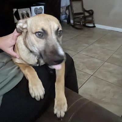 Lakeland, FL - Labrador Retriever. Meet Maddy a Pet for Adoption ...