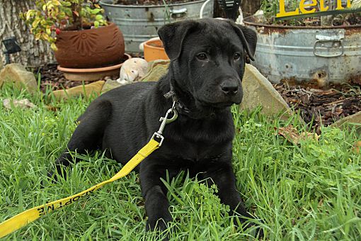 Houston, TX - Chow Chow/Labrador Retriever. Meet Ural a Pet for ...