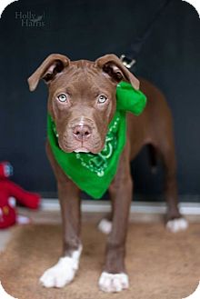 Baton Rouge, LA - Pit Bull Terrier. Meet Diggle a Pet for Adoption.
