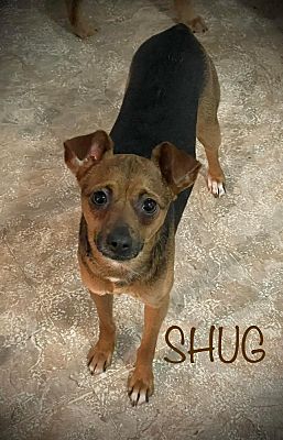 Monroe, NC - Chihuahua. Meet Shug a Pet for Adoption - AdoptaPet.com