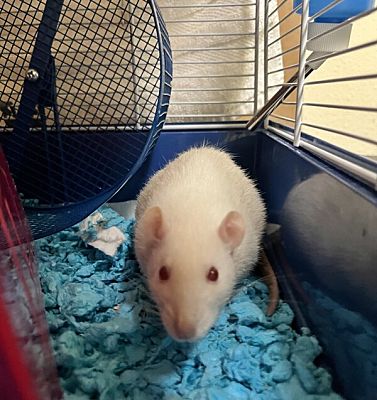 Silverdale, WA - Rat. Meet Squeak a Pet for Adoption - AdoptaPet.com