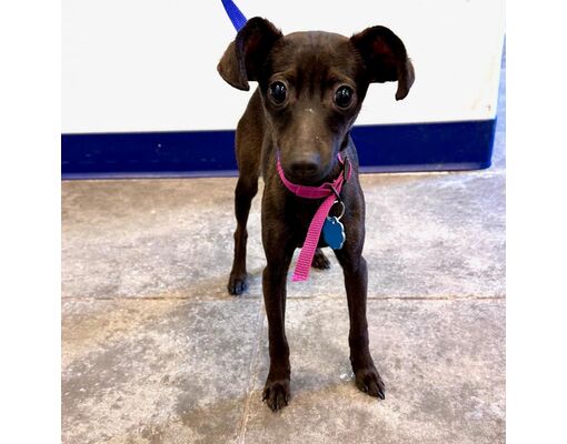 Show Low, AZ - Italian Greyhound/Miniature Pinscher. Meet Boba a Pet ...
