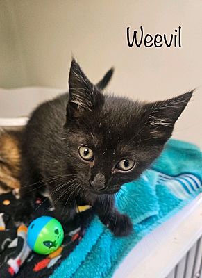 Ridgely, MD - Domestic Shorthair. Meet Weevil a Pet for Adoption ...
