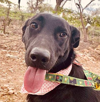 Langley, BC - Labrador Retriever. Meet Sasha - Mexico (sv) a Pet for ...