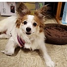 Papillon Puppies - Papillon Rescue and Adoption Near You