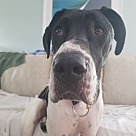 Great Dane Puppies - Great Dane Rescue and Adoption Near You
