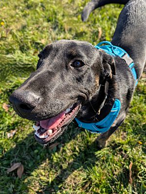 Mt. Carmel, IL - Boxer/Labrador Retriever. Meet Barkley a Pet for ...