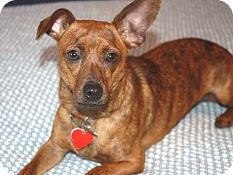 Dachs Bokser Mix Dog For Adoption Lola, A Dachshund & Boxer Mix In