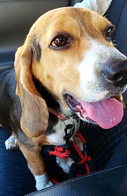 Pittsburgh, PA - Beagle. Meet Margo a Pet for Adoption - AdoptaPet.com