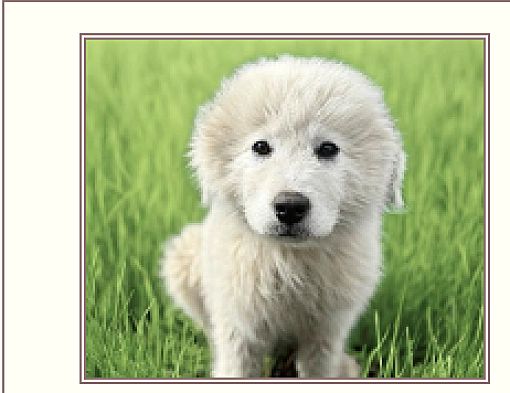 PACIFICA, CA - Great Pyrenees/Samoyed. Meet Yuki a Pet for Adoption ...