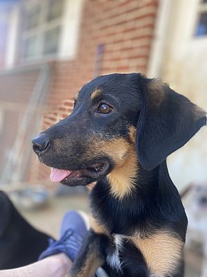 Hartford, CT - Australian Shepherd/Hound (Unknown Type). Meet Sofia a ...