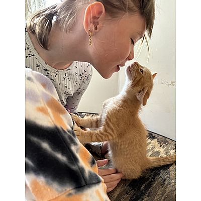 Kalamazoo, MI - Domestic Shorthair. Meet Declan a Pet for Adoption ...