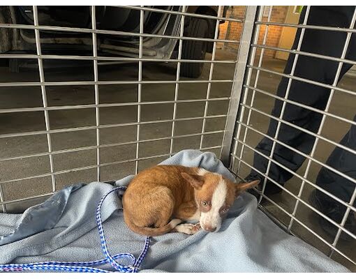 Austin, TX - Rat Terrier/Pointer. Meet *ICE CUBE a Pet for Adoption ...