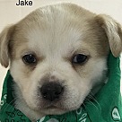 Corgi Puppies - Corgi Rescue and Adoption Near You