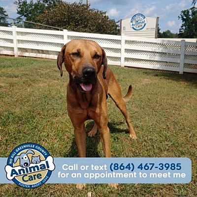 Greenville, SC - Rhodesian Ridgeback/Redbone Coonhound. Meet Gunther a ...