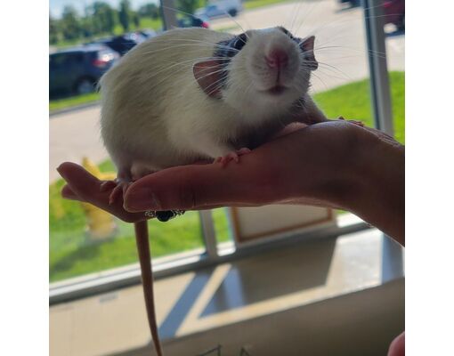 West Des Moines, IA - Rat. Meet Pickles (Bonded with Jupiter & Stewart ...