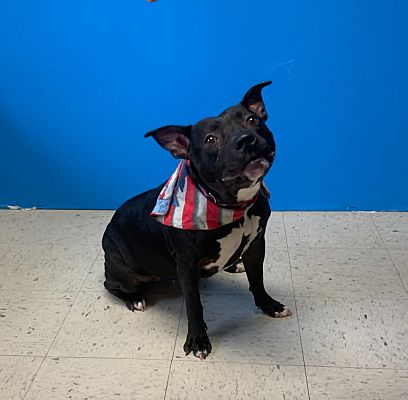 Barron, WI - American Pit Bull Terrier/Mixed Breed (Medium). Meet ...