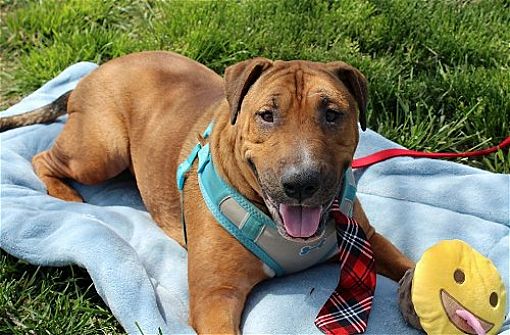 Baltimore, MD - Bull Terrier/Shar Pei. Meet Brian a Pet for Adoption ...