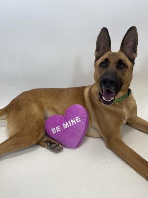 Hayward, CA - German Shepherd Dog. Meet SIMBA a Pet for Adoption ...