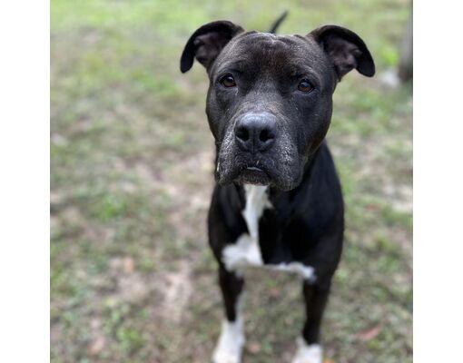 Lakeland, FL - Labrador Retriever/Mixed Breed (Medium). Meet Royalty a ...