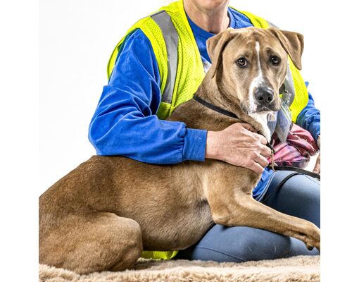 Reno, NV - Mixed Breed (Large). Meet Chief a Pet for Adoption ...