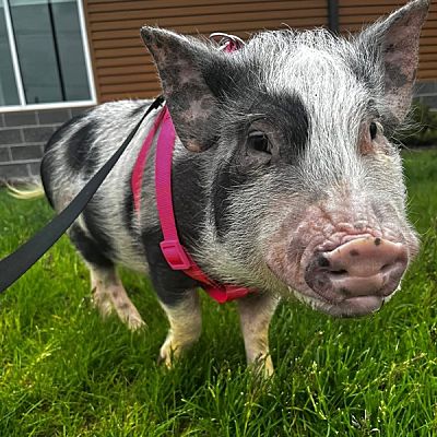 Sheboygan, WI - Pig (Farm). Meet Pickles a Pet for Adoption - AdoptaPet.com