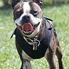 Boston Terrier Puppies - Boston Terrier Rescue and Adoption