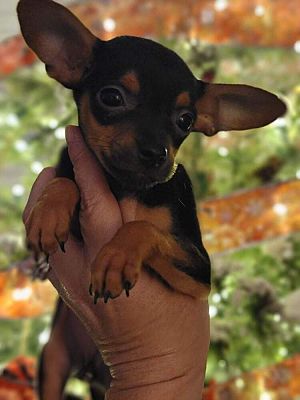 Bend, OR - Xoloitzcuintle/Mexican Hairless/Miniature Pinscher. Meet ...