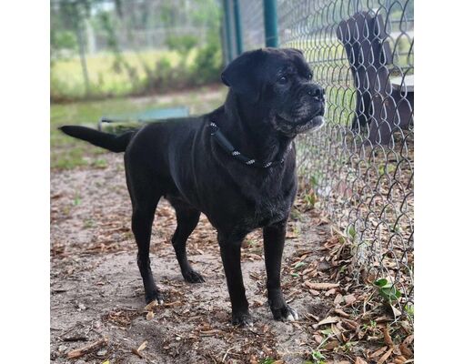 Edgewater, FL - Pug/Mixed Breed (Medium). Meet Freyja a Pet for ...