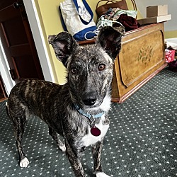 Manhattan, NY - Jack Russell Terrier/Australian Shepherd. Meet Almond a ...