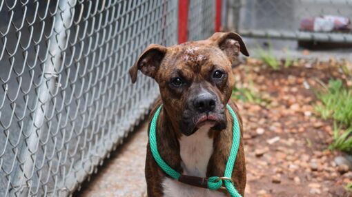 Charlotte, NC - Boxer. Meet CELESTE a Pet for Adoption - AdoptaPet.com