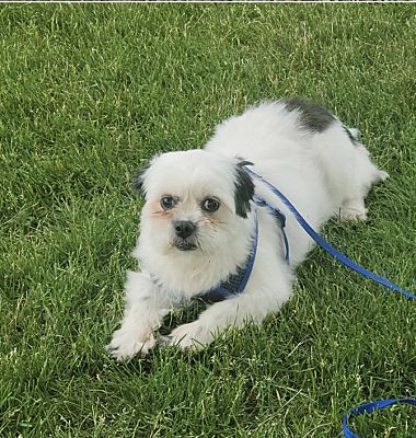 Union Grove, WI - Cocker Spaniel/Lhasa Apso. Meet Heidi a Pet for ...