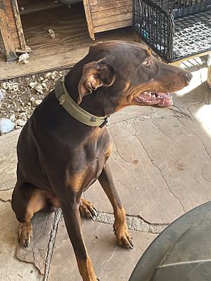 Oxnard, CA - Doberman Pinscher. Meet Toby a Pet for Adoption ...