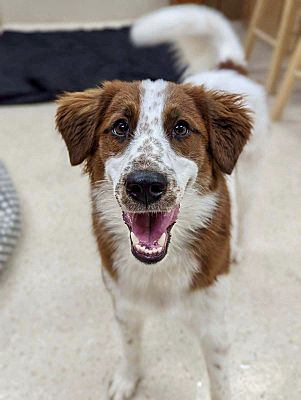 South Lyon, MI - Border Collie/English Setter. Meet Gatsby a Pet for ...