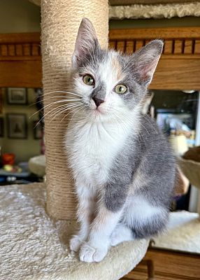 Fishers, IN - Domestic Mediumhair. Meet Laurie Strode @Nine Lives Cat ...