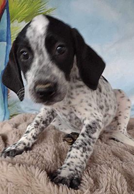Upper Saddle River, NJ - Springer Spaniel/German Shorthaired Pointer ...