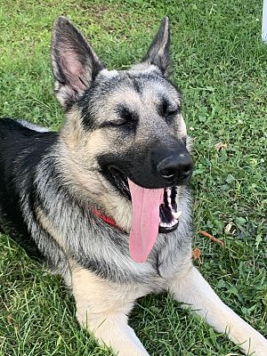 Flint, MI - German Shepherd Dog. Meet Jack a Pet for Adoption ...