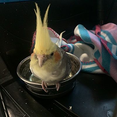 Des Moines, IA - Cockatiel. Meet Gil a Pet for Adoption - AdoptaPet.com